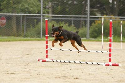 SPCA Pet Show and Fair set | News | ellsworthamerican.com