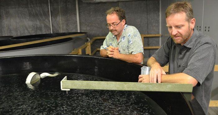 Yellowtail spawn successfully at Franklin aquaculture center | News ...