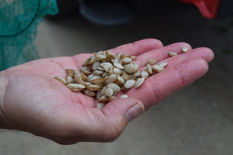 Clammers work to preserve their livelihood through seeding effort ...