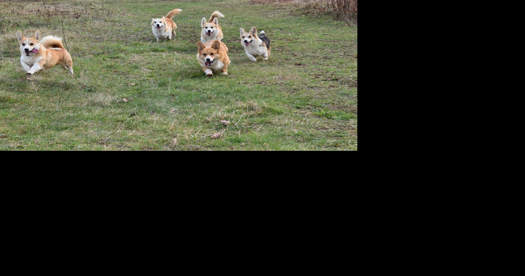 Farm offers ‘Airbnb Experience’ hiking with Corgis | Lifestyle ...
