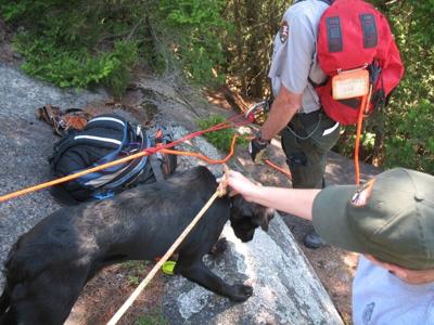Rangers Retrieve Lost Lab | News | ellsworthamerican.com