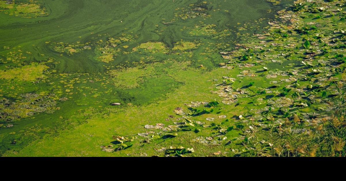 Algae blooms a threat to lakes | Environment | ellsworthamerican.com