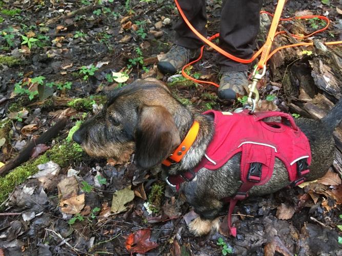 Lindsay Ware and canine partners in demand for finding wounded game ...