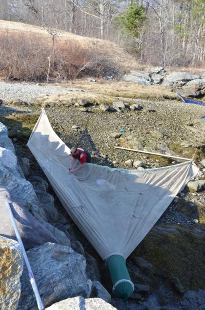 Elver fishing season opens on Friday | News | ellsworthamerican.com