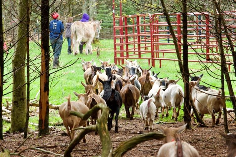Farmer reflects on joys, challenges of raising goats | Food ...