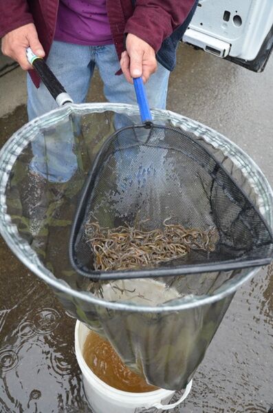 The Price Explodes As Elver Season Ends | Waterfront ...