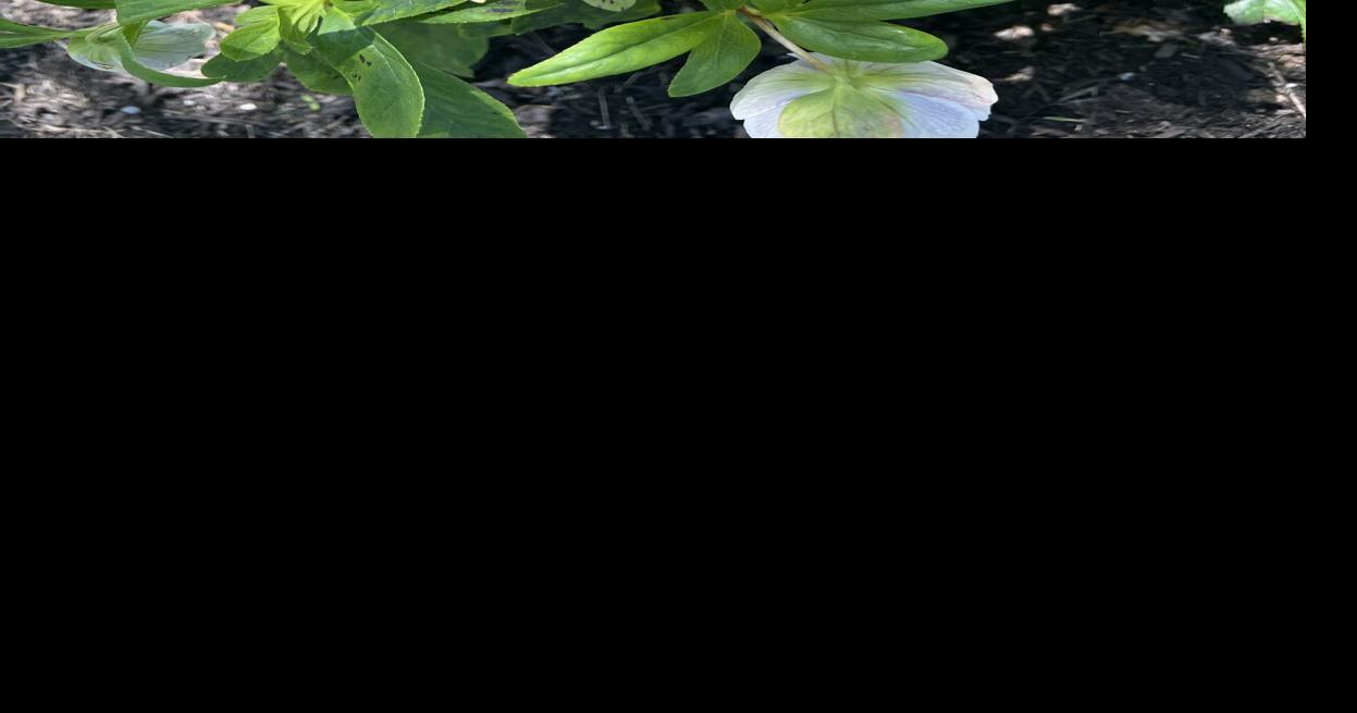 'Blooms for Books' garden tour to benefit Buck Memorial Library June 14 ...