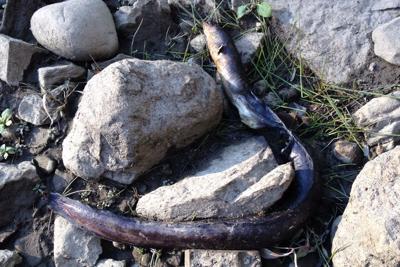 Dead eels found along Union River | Environment | ellsworthamerican.com