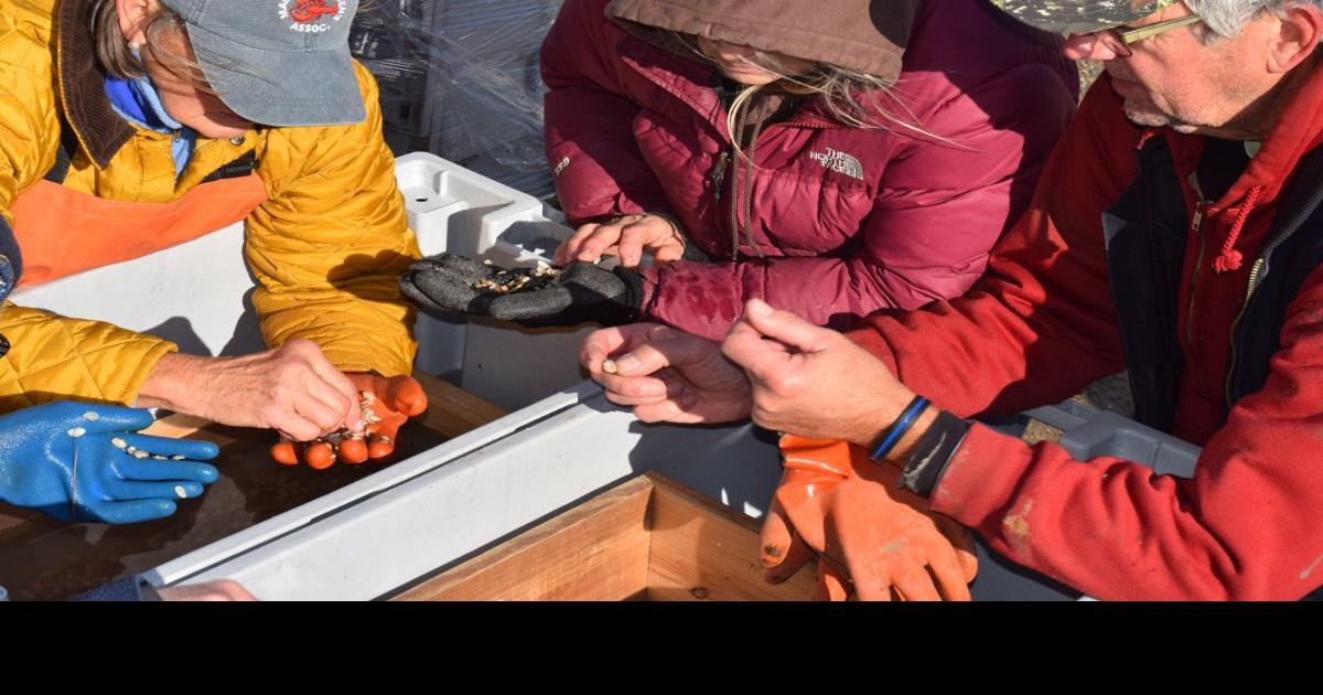 Shellfish lab to harbor first clam crop | News | ellsworthamerican.com