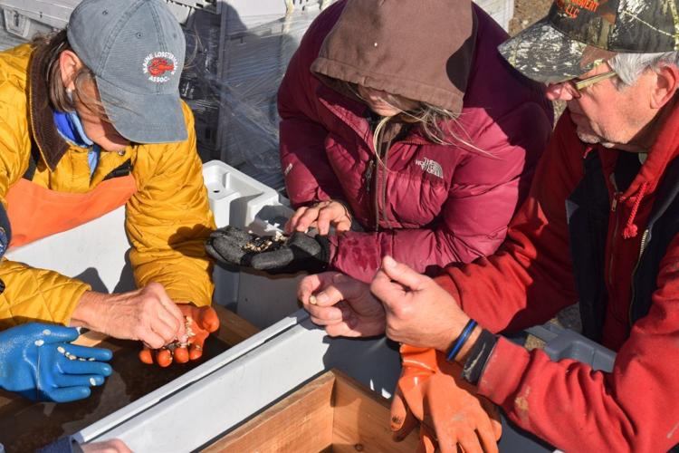 Shellfish lab to harbor first clam crop | News | ellsworthamerican.com