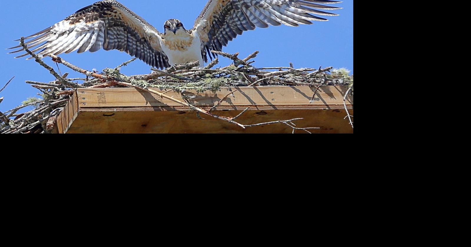 The osprey have flown south, but live cam fans await season five | News ...