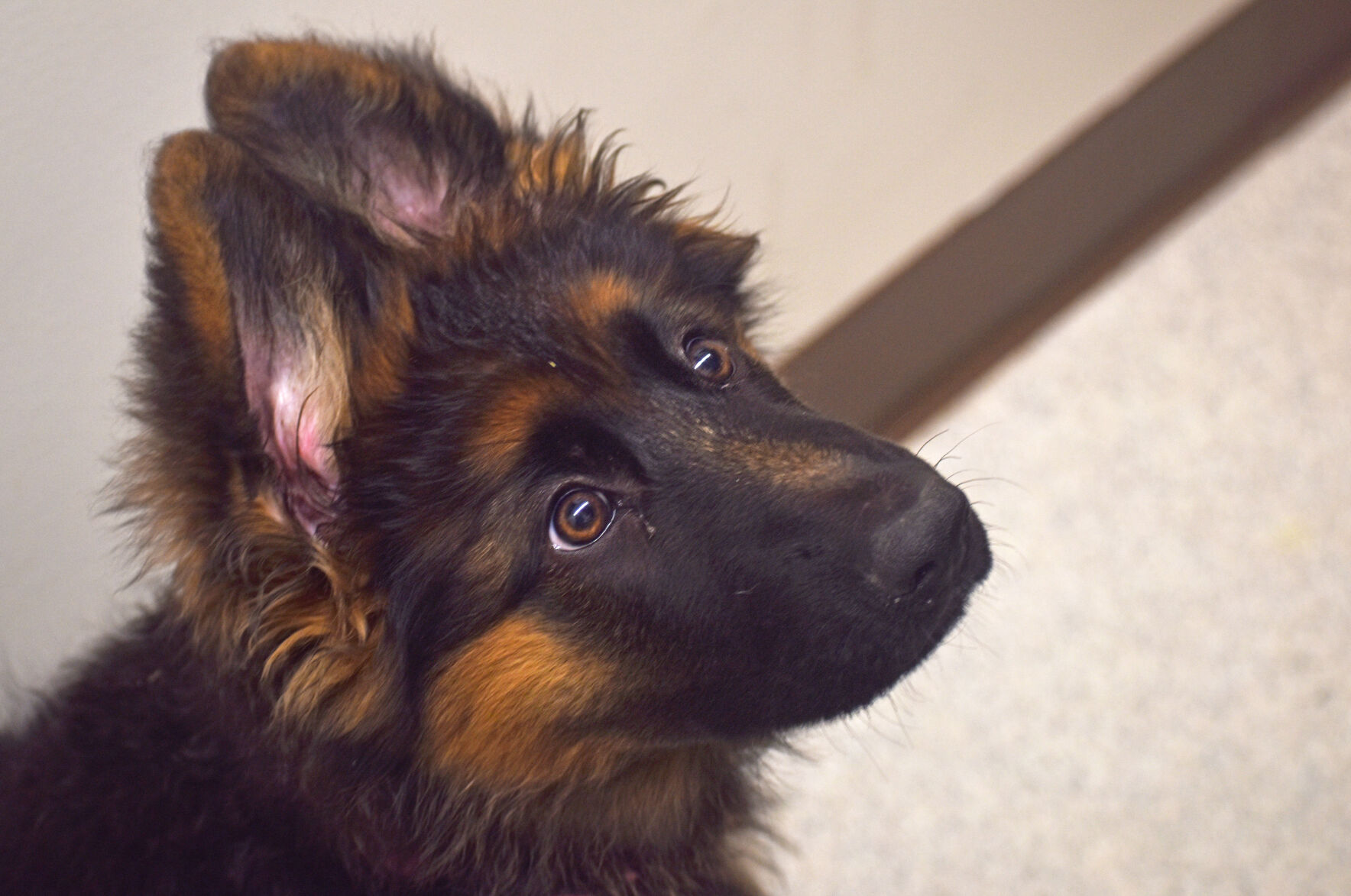 Paw patrol: German shepherd puppy joins Gouldsboro PD | News ...