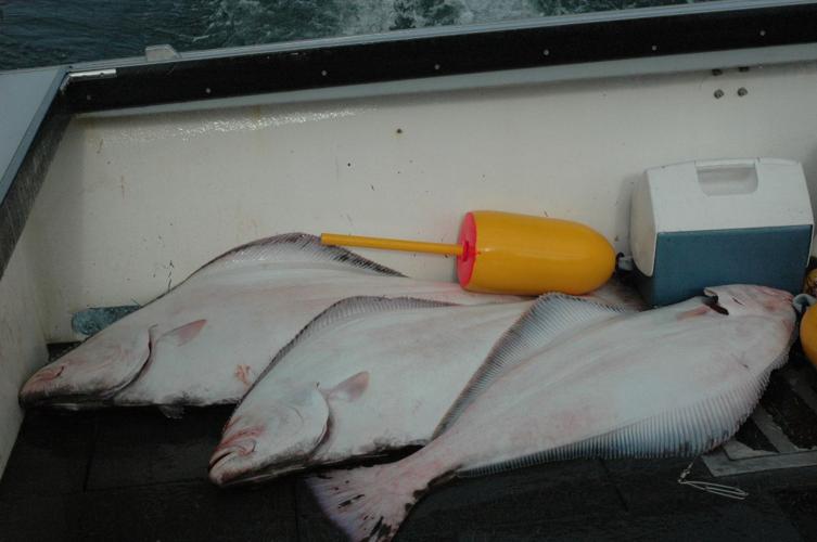 Are Maine halibut heading for trouble? | News | ellsworthamerican.com