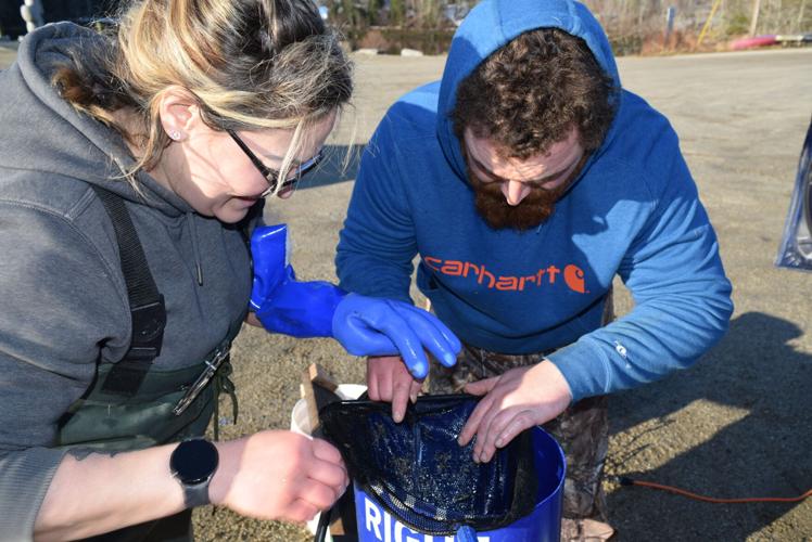 Elvers are running and the fyke nets are out | Waterfront ...