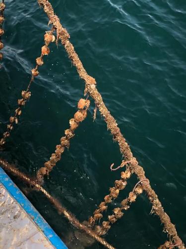 Mussel farmers intend to diversify with scallop farm | News ...