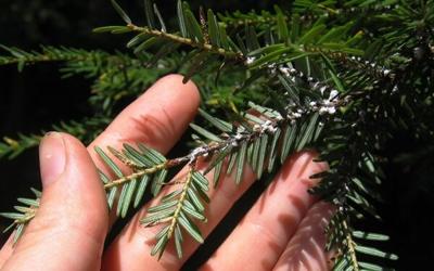 Invasive insect threatens MDI hemlock trees | News | ellsworthamerican.com