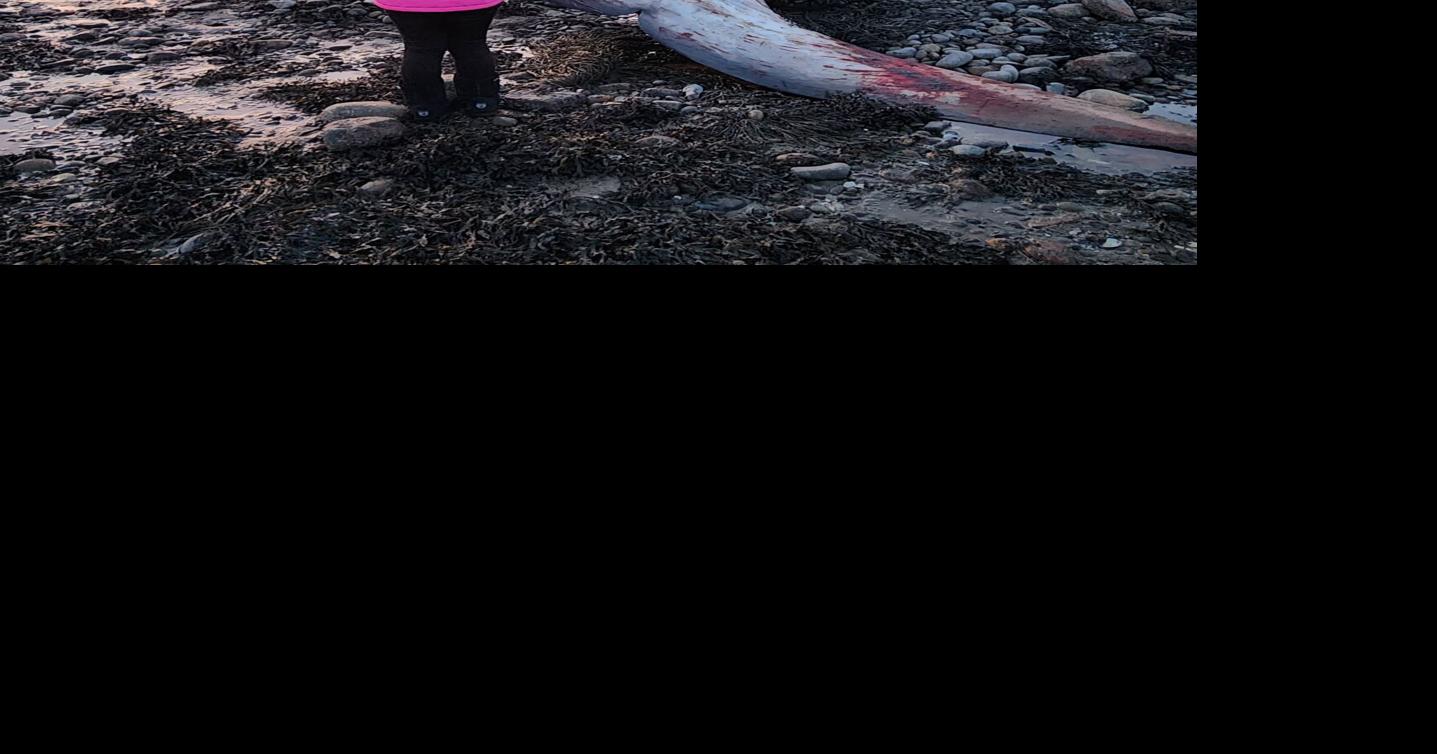 Whale strands, dies and washes away in Steuben | Waterfront ...