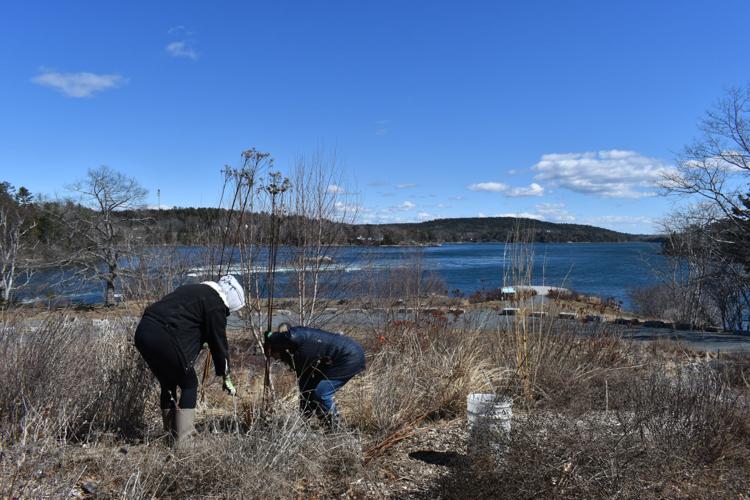 Time for a trim: Spring presents opportunities to rejuvenate some (but ...