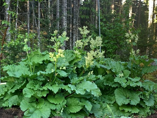Maine Dish: Discovery of a new dish — Persian Rhubarb Stew | Maine Dish ...
