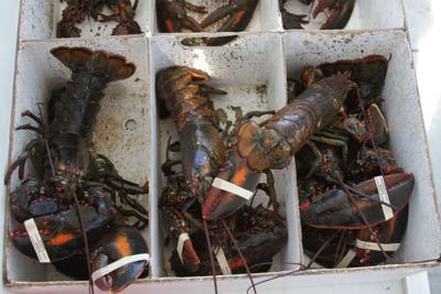 Change to legal size of lobster imports proposed | Waterfront ...