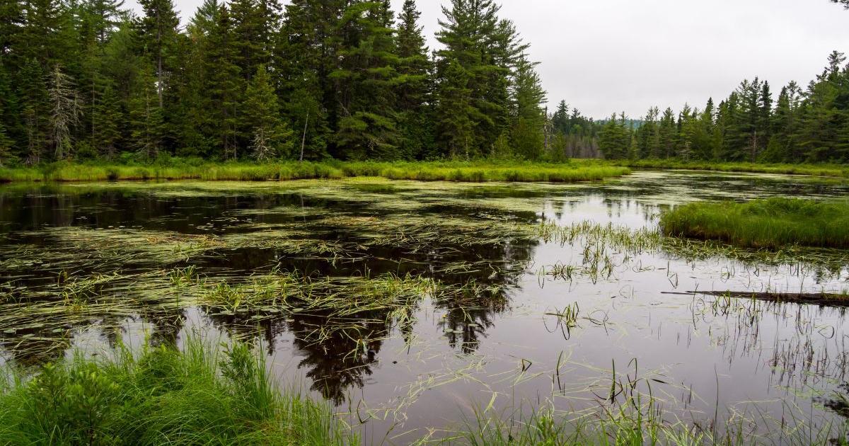 The mystery of Big Bog | Columnists | ellsworthamerican.com