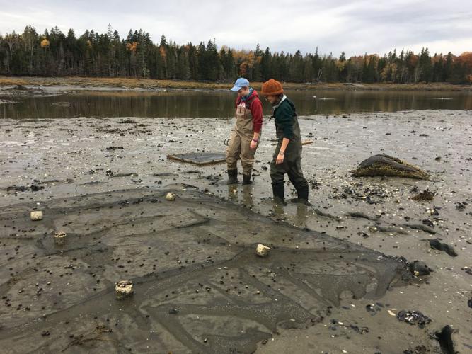 How do your clam flats grow? Project to boost clam numbers underway ...