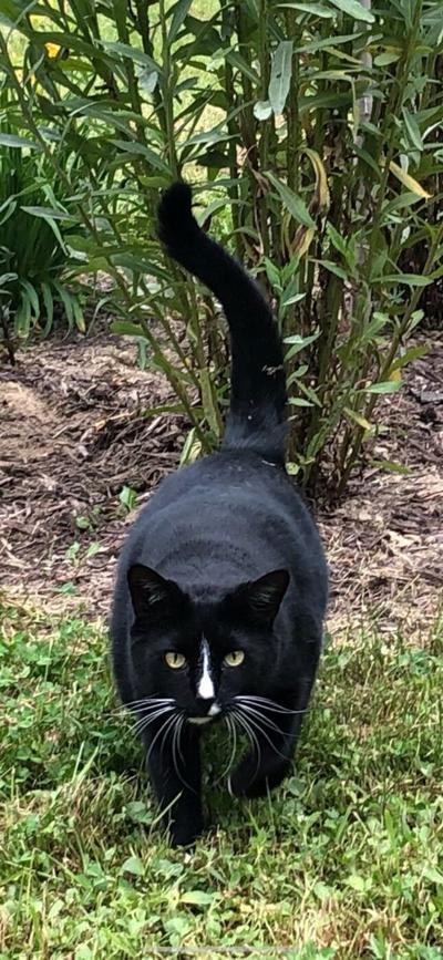 Batman | Pets Remembered | ellsworthamerican.com