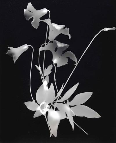 Anne Wetzel photograms on exhibit in September | Arts & Living ...