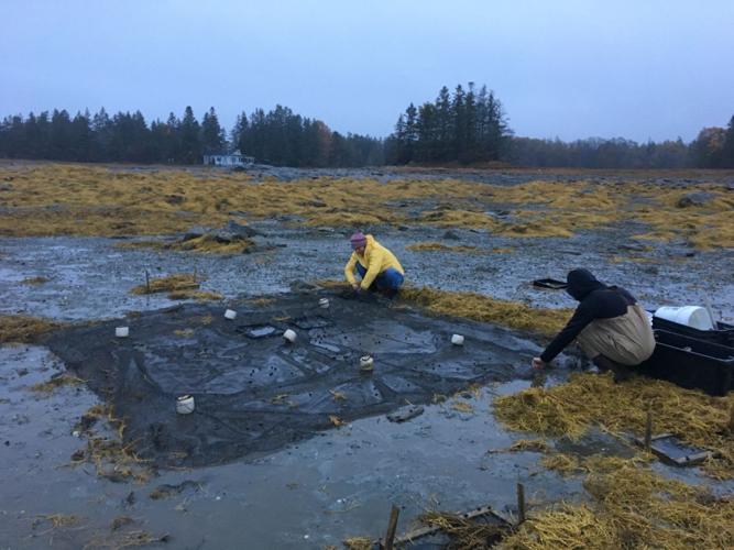 How do your clam flats grow? Project to boost clam numbers underway ...