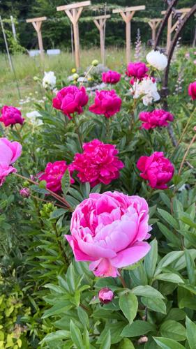 Goode Gardening: Peonies, the fireworks of the garden midsummer | Goode ...