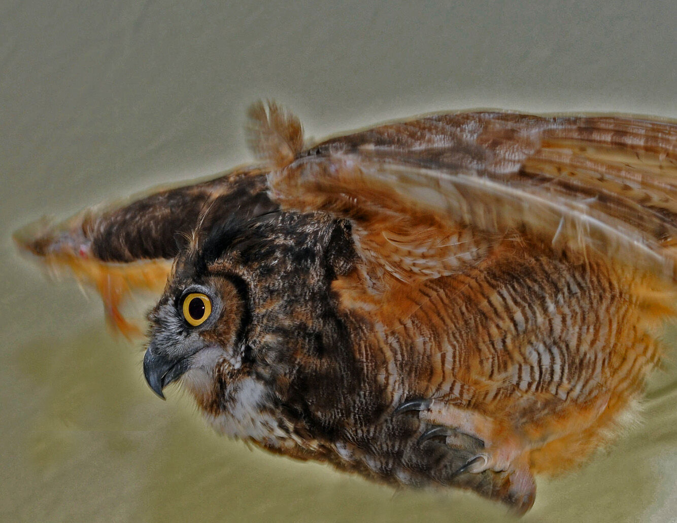 In the Right Place: It’s hooting season | In the Right Place ...