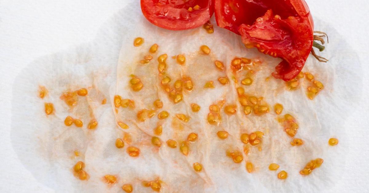 Tomato-seed saving slimy, rewarding | Archives | ellsworthamerican.com