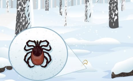 Season of the ticks: The awful arachnids can be active even during ...