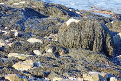 Become a rockweed citizen scientist | Waterfront | ellsworthamerican.com