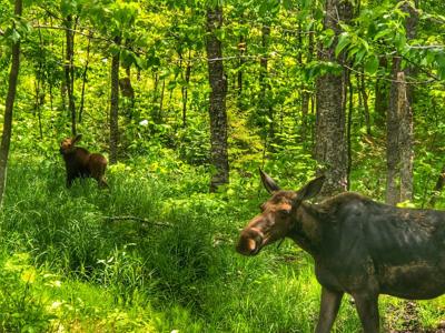 The adaptive moose hunt | Outdoors in Maine | ellsworthamerican.com
