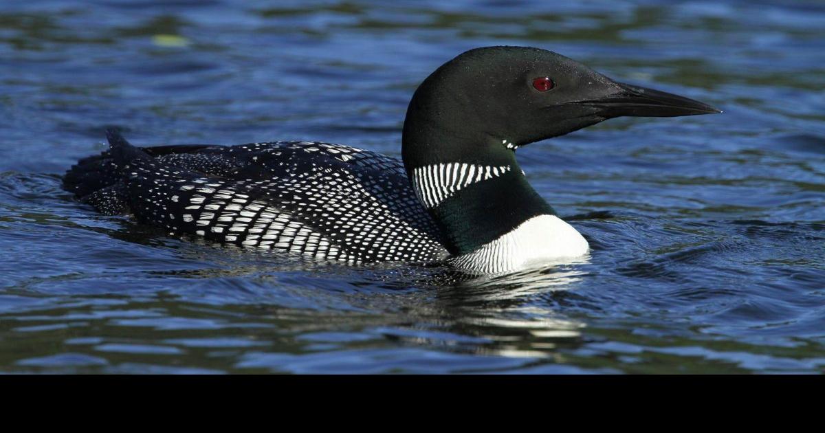 For the love of loons | Outdoors in Maine | ellsworthamerican.com