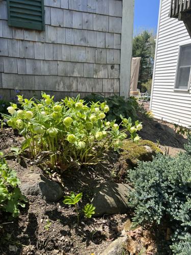 'Blooms for Books' garden tour to benefit Buck Memorial Library June 14 ...