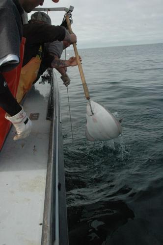 Are Maine halibut heading for trouble? | News | ellsworthamerican.com