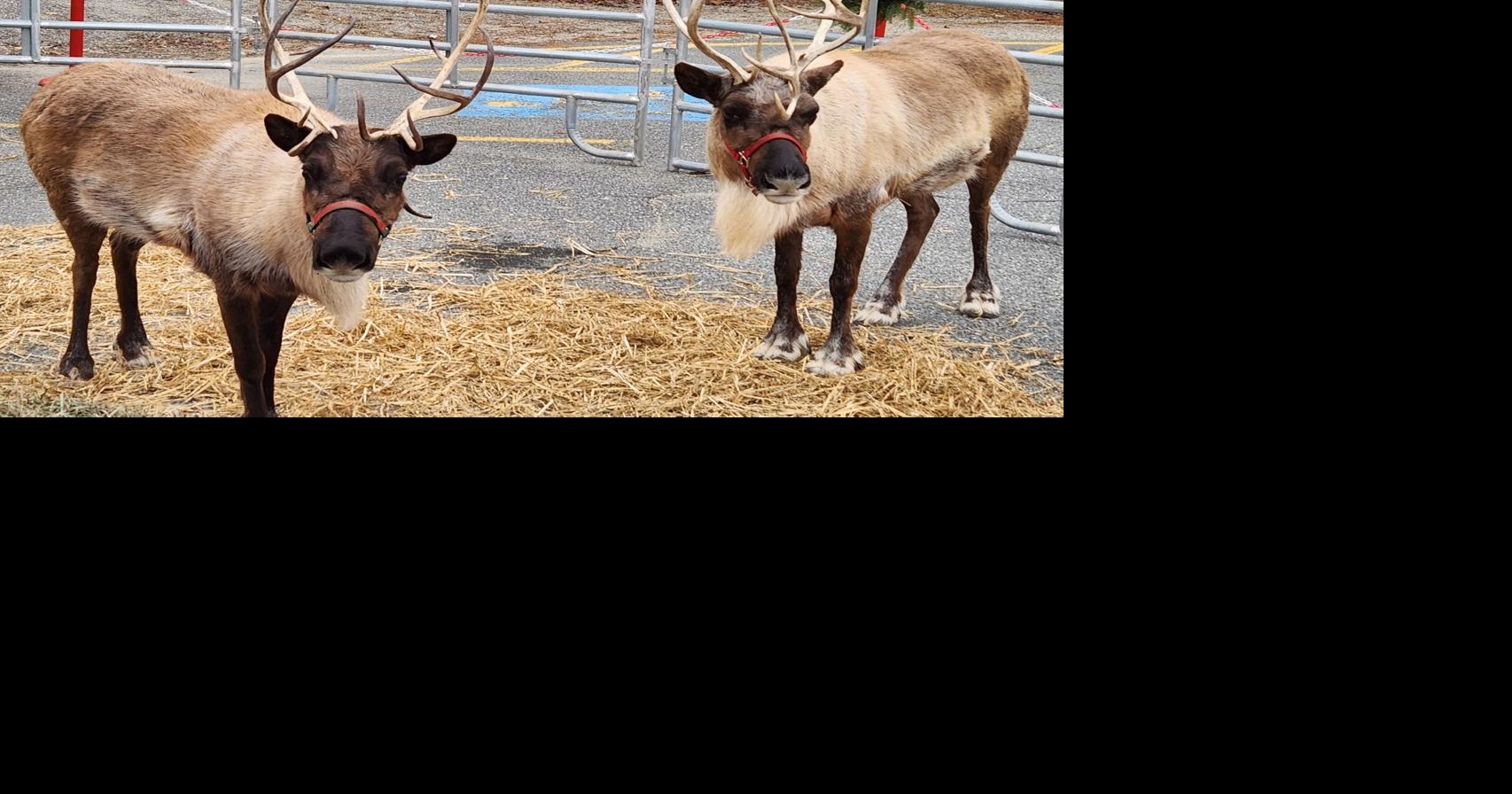 On Dasher! | News | ellsworthamerican.com