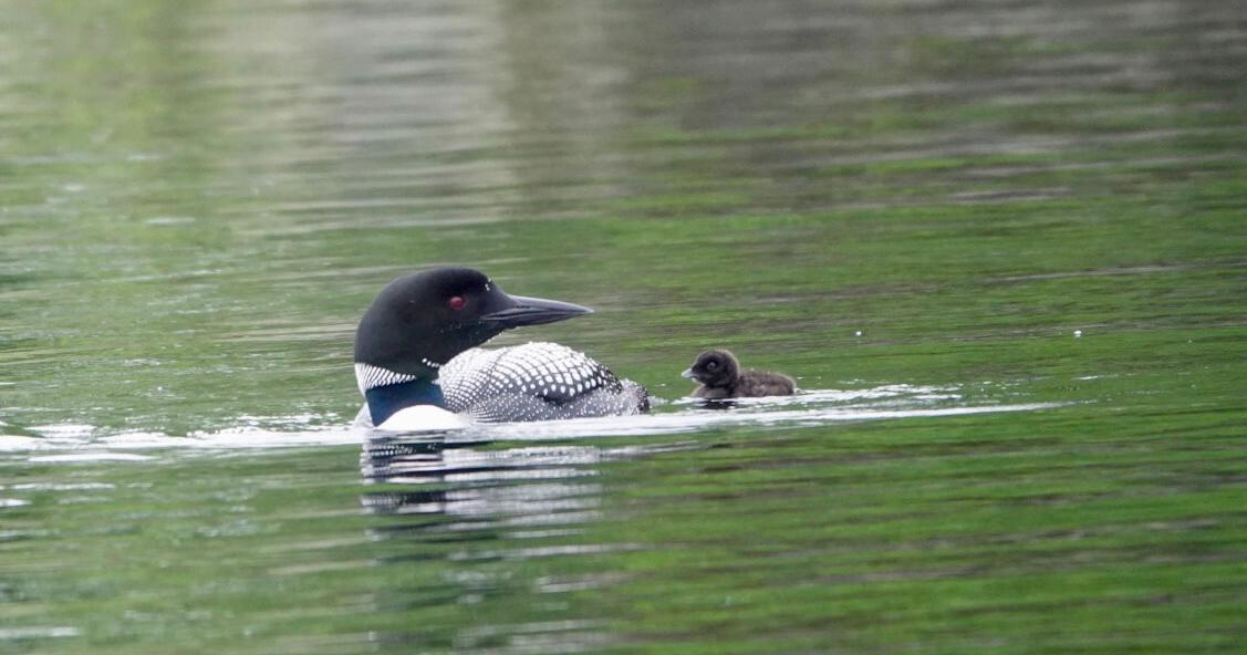 Annual Loon Count set for July 20 | Environment | ellsworthamerican.com