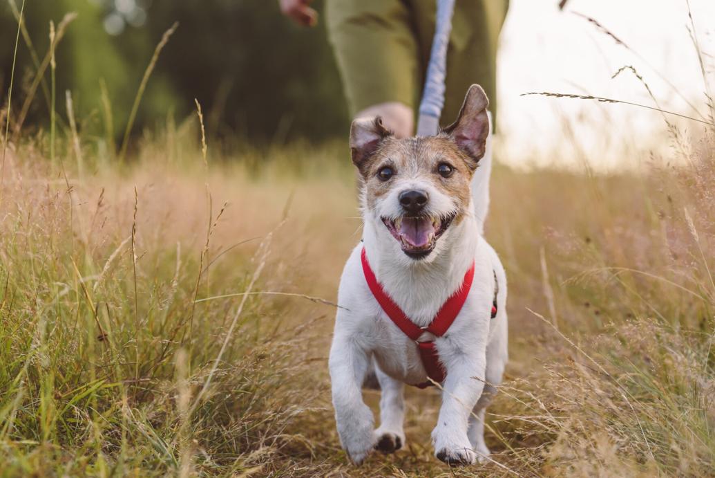 Oh where, oh where can my little dog go? | Out & About ...