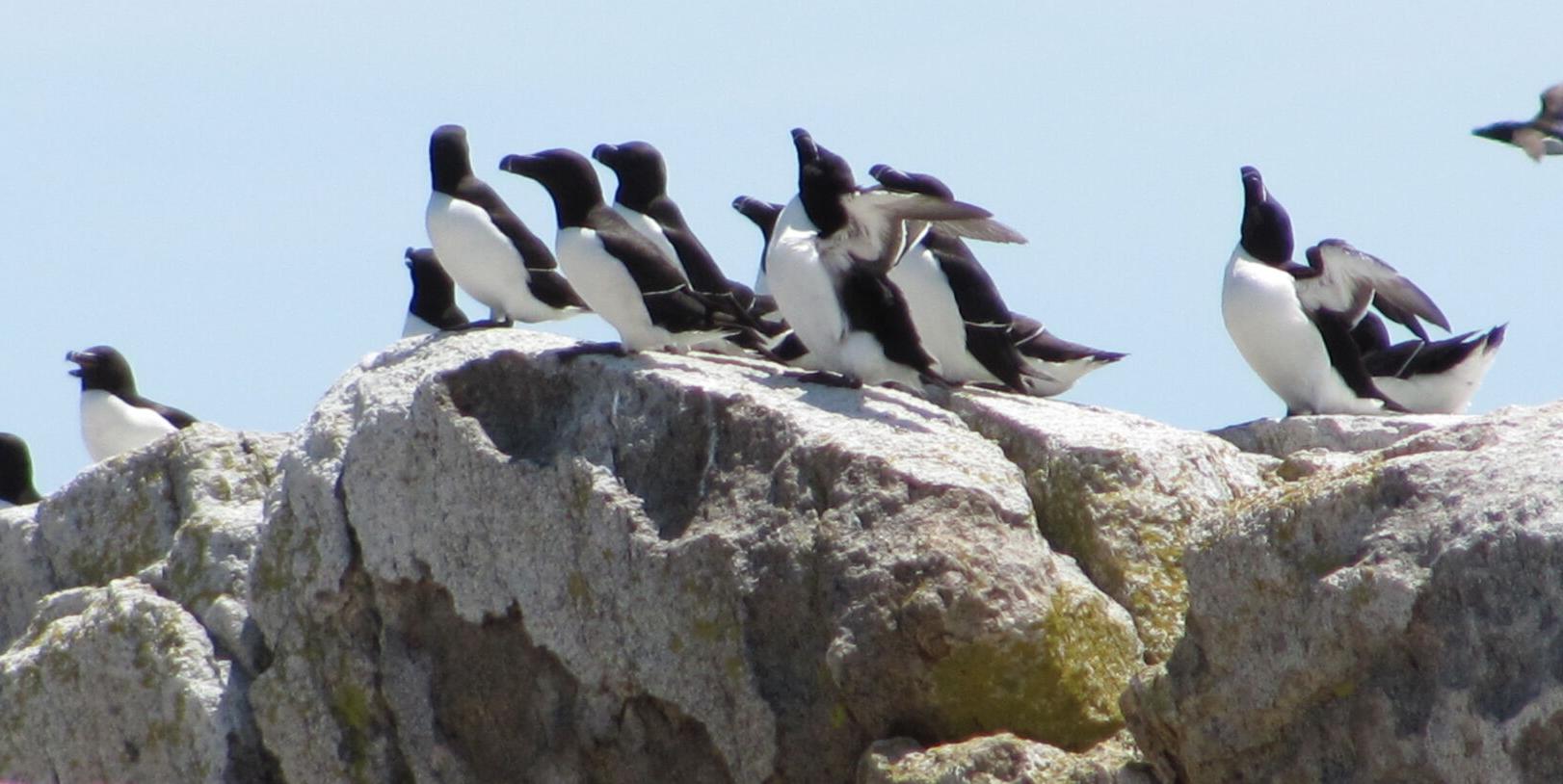 Bird lovers to flock to annual festival | Community | ellsworthamerican.com