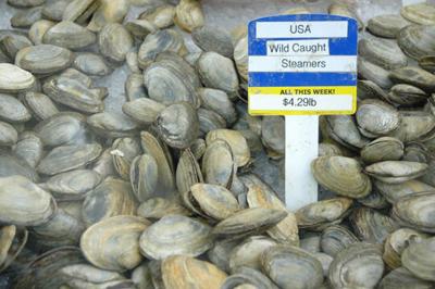 Grant will fund shellfish research | News | ellsworthamerican.com