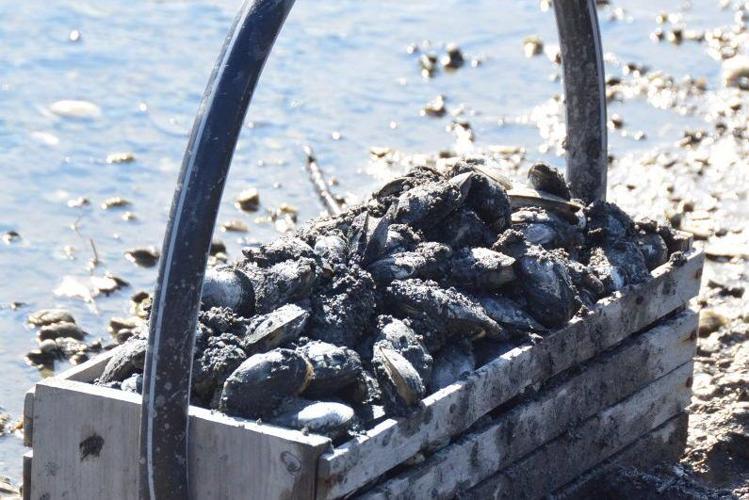 Aquaculture group launches video campaign | News | ellsworthamerican.com