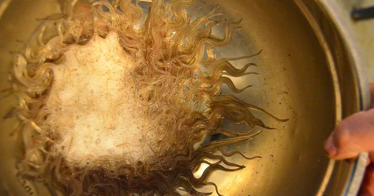 Elver season ending | Waterfront | ellsworthamerican.com
