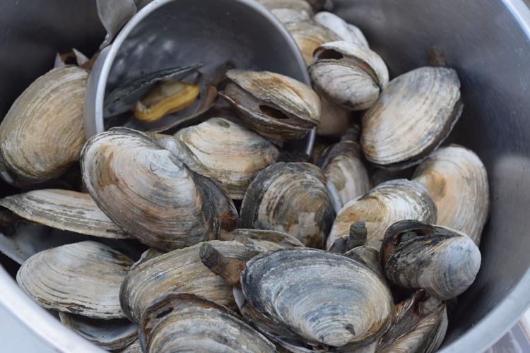 Celebrating clams and the community that sustains them | Waterfront ...