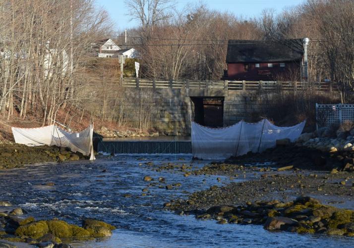 Elvers are running and the fyke nets are out | Waterfront ...