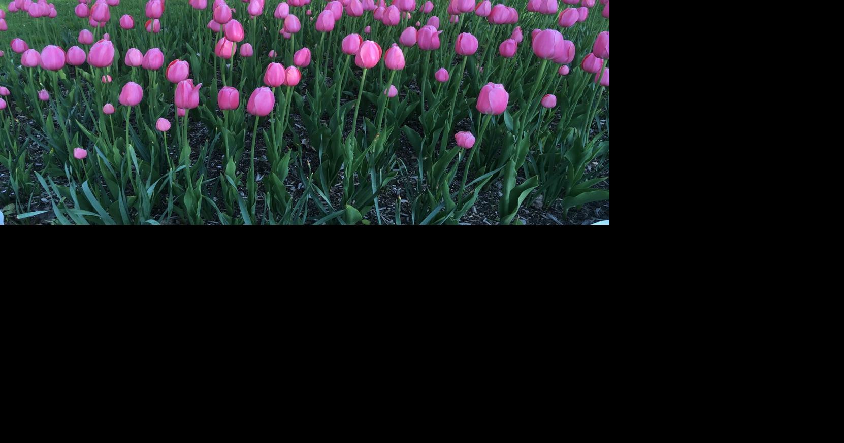 Want to grow your own tulips? | House & Garden | ellsworthamerican.com