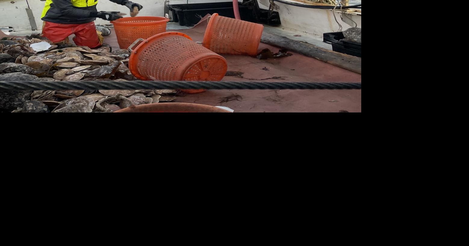 NOAA Fisheries closes Northern Gulf of Maine Scallop Management Area ...