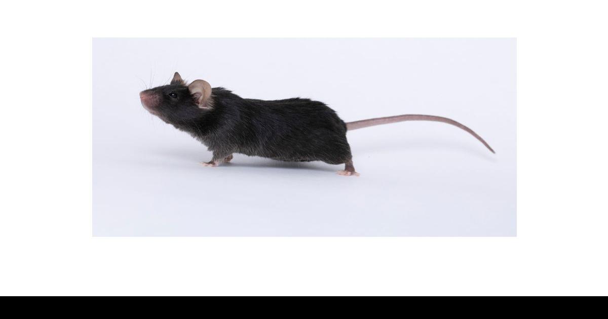 Jackson Lab’s “Mighty Mice” head to space | News | ellsworthamerican.com